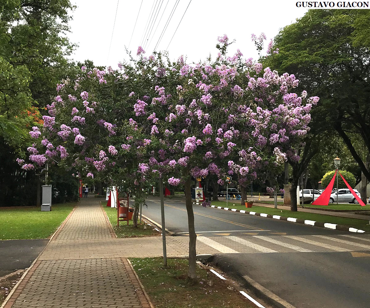 Viveiro Ciprest - Plantas Nativas e Exóticas: Resedá Lilás ou Roxo ...