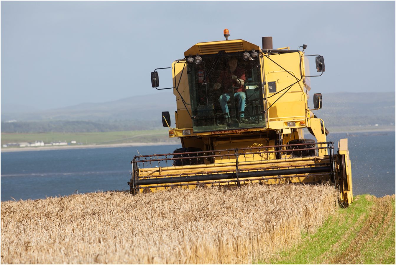 Islay Natural History Trust: Barley harvest - Mark Unsworth
