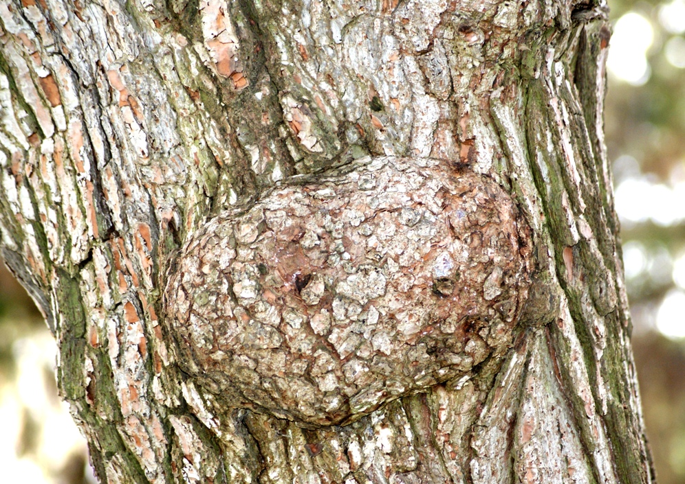 A photo, A thought............: Plant: Tree burls.........