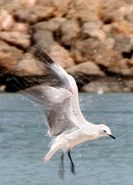 Shutterbug Andrea: Seagulls and Pelicans