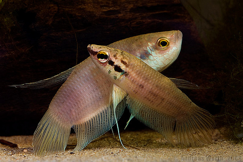 Brown Betta - Betta fusca ~ Nice Betta