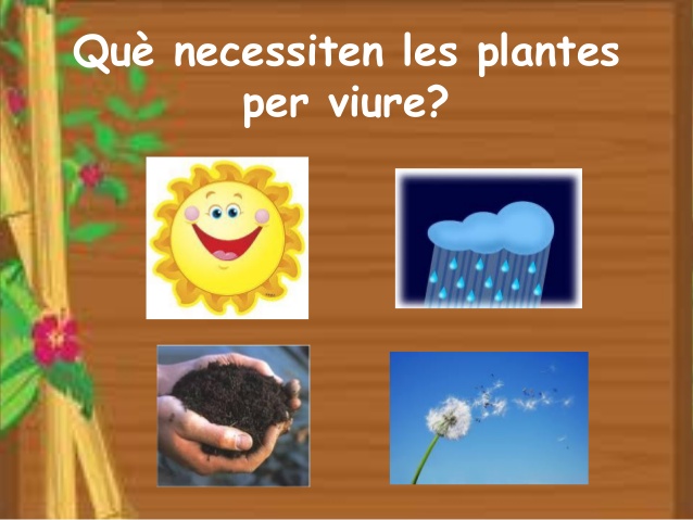 Els amics del planeta: Plantes