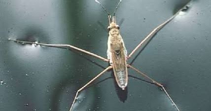 How insects walk on water?