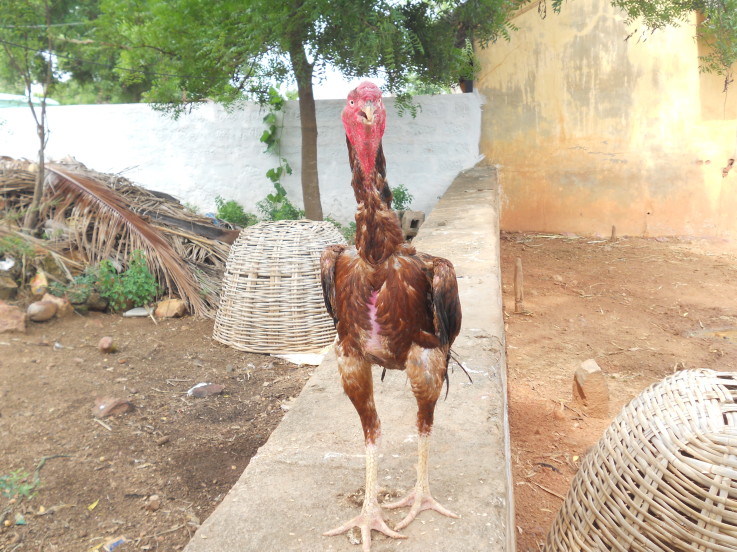 Fighting Rooster: History of Aseels