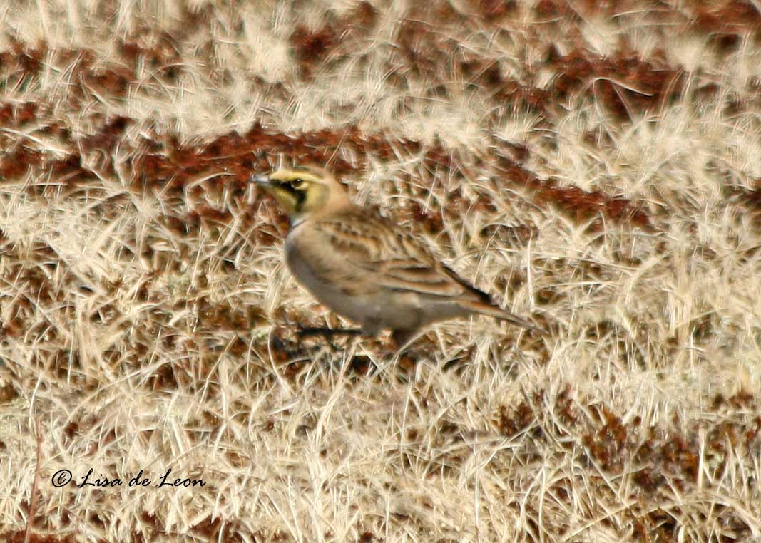 Horned Lark - Various Bird Species