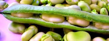 Fava Beans (or Broad Beans): The origin of fava beans
