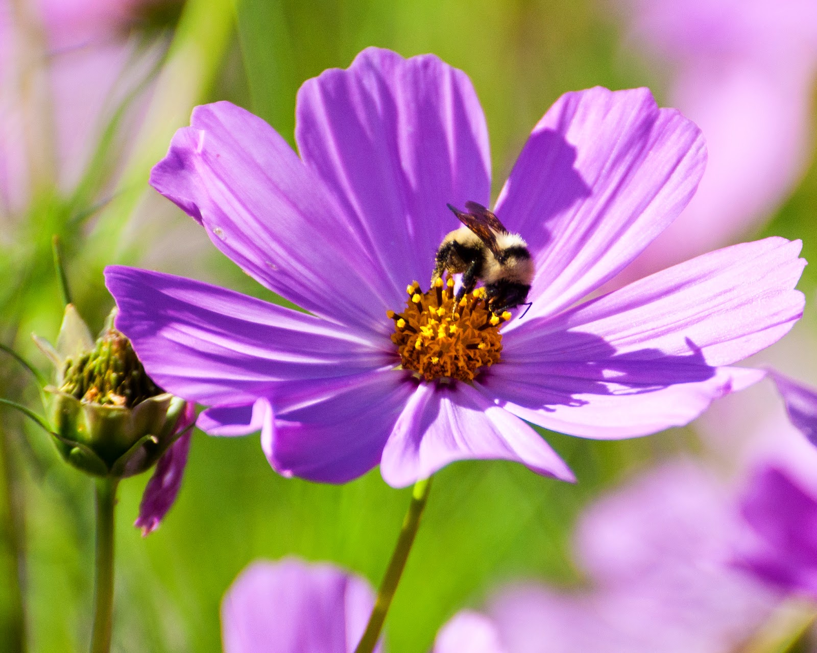 A Tree Falling: Littleton Pea Patch: Part I