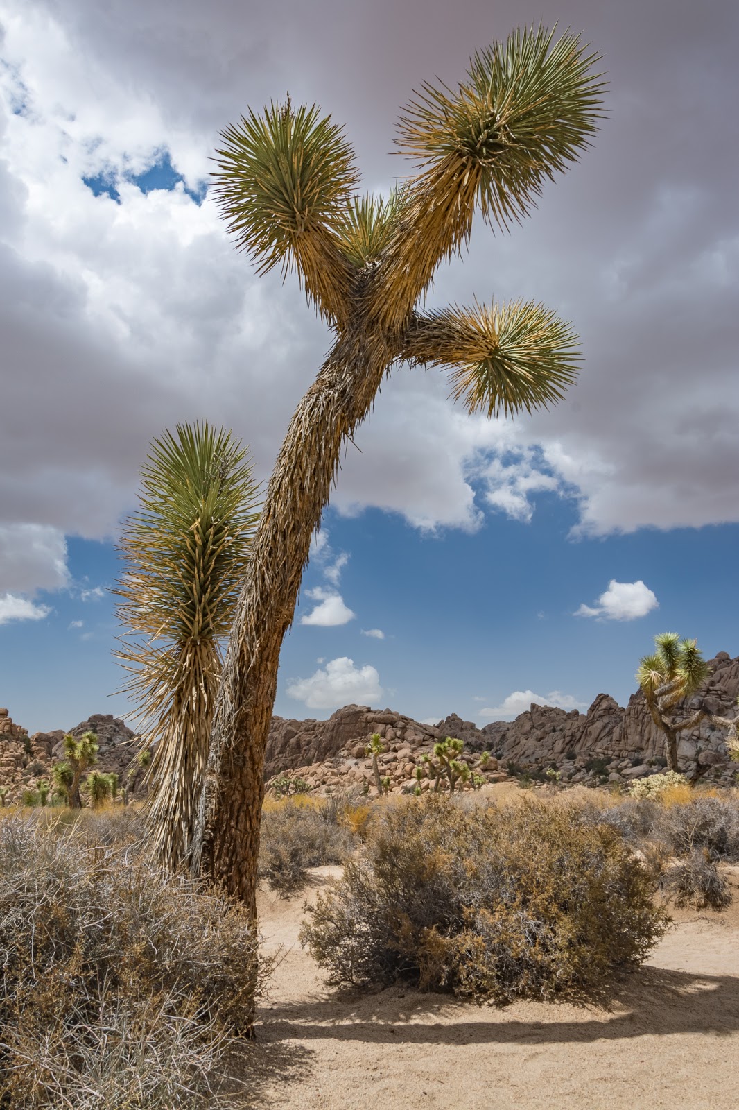 A Tree Falling: Joshua Tree National Park, July 2018: Hidden Valley Trail