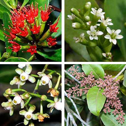 wild shores of singapore: Heart our mangroves!