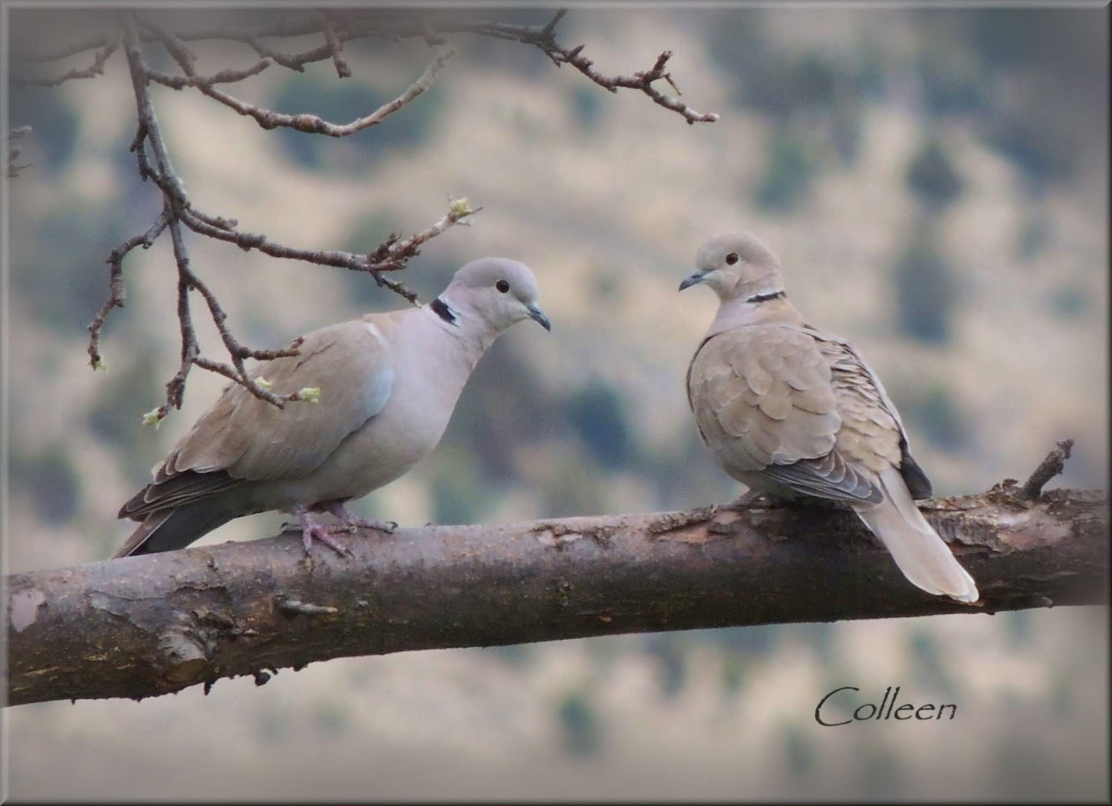 The Turn-Up Patch: The Humble Dove