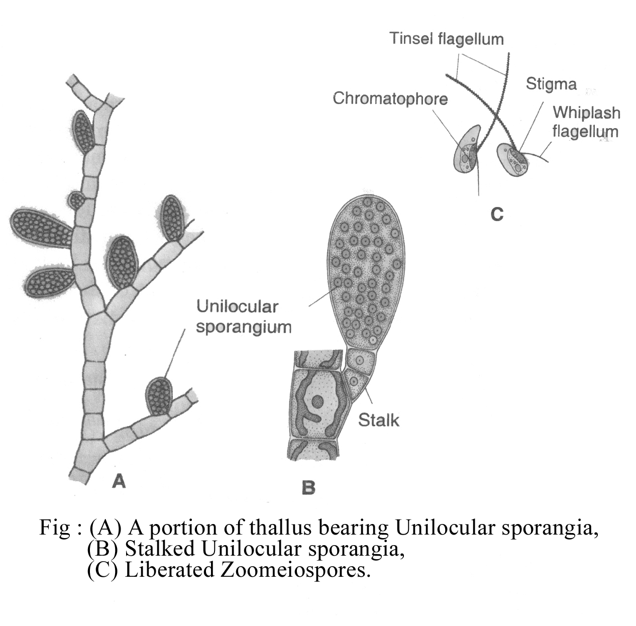 ECTOCARPUS - STRUCTURE OF VEGETATIVE BODY AND REPRODUCTION