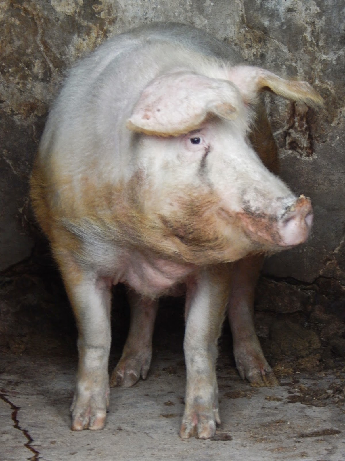 Happily Ever Italy: The New Pigs in Town