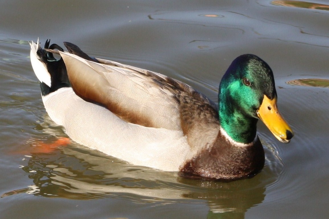 Imagens da vida animal: Pato-real (Anas platyrhynchos) (Macho)