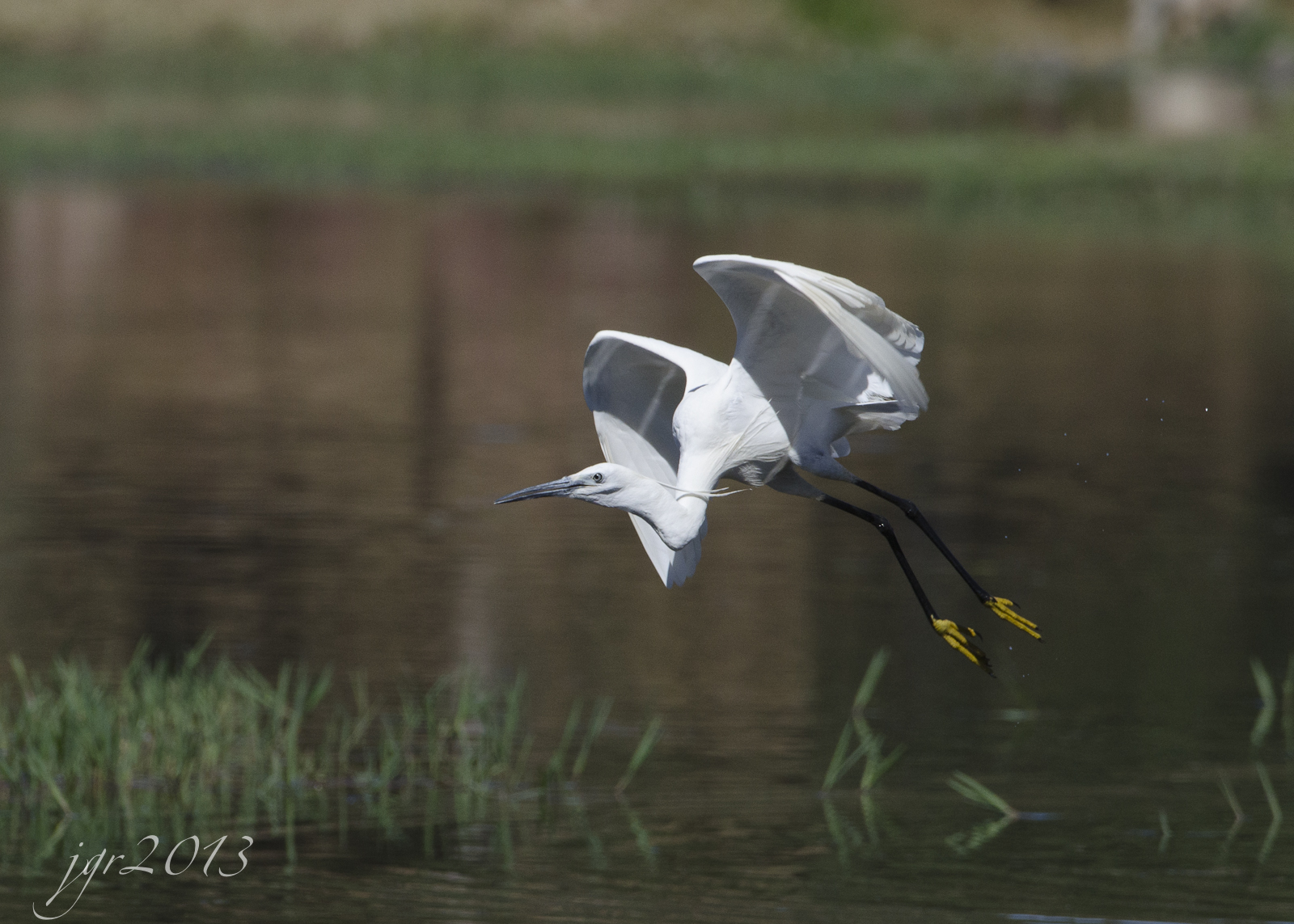 Fotografia, naturaleza y más.: GARZAS COMUNES