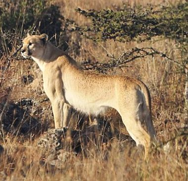 Extinction around the world: Giant Cheetah and Thylacosmilus