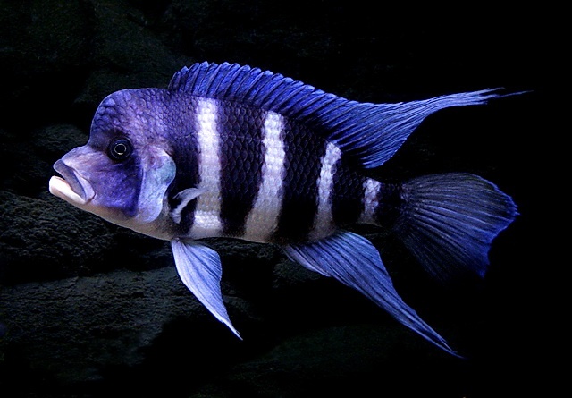 Fishaway Aquarists: Frontosa Cichlid