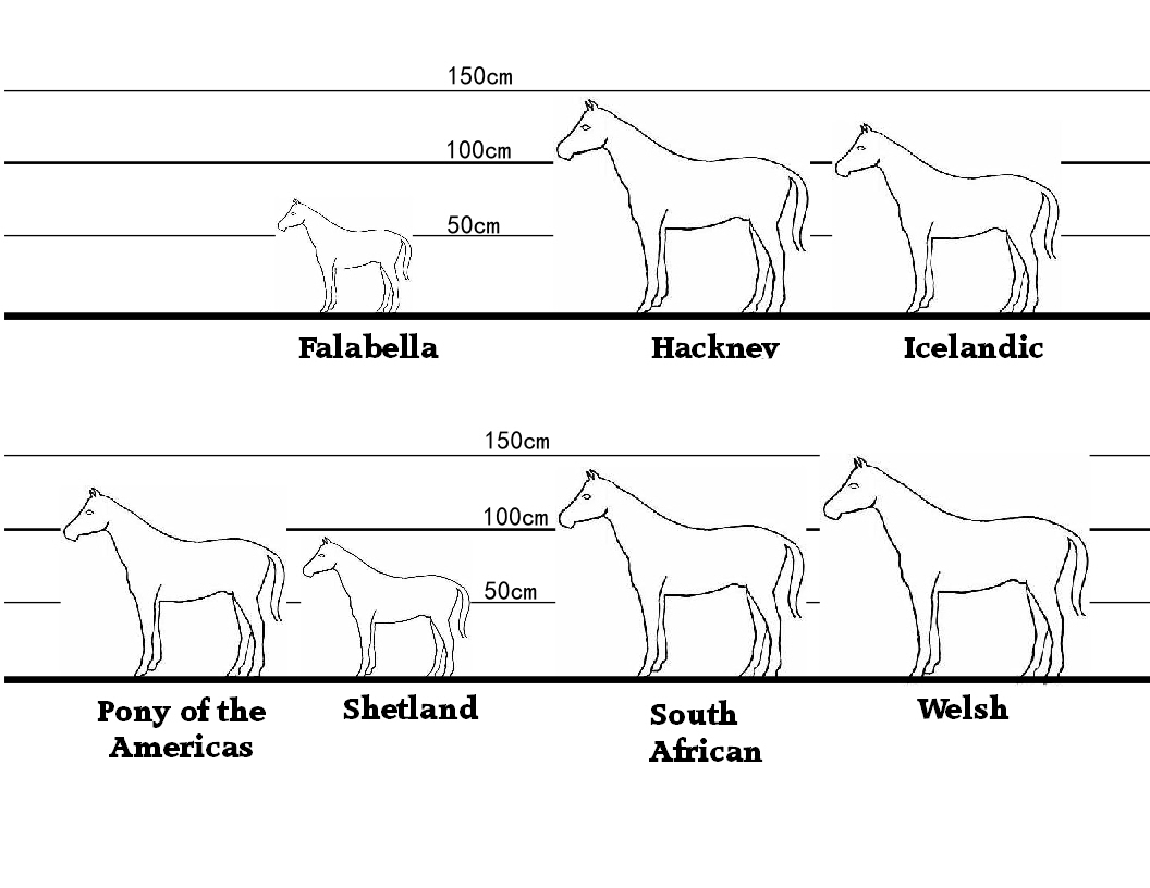 The Adventures of Kaia: Horses