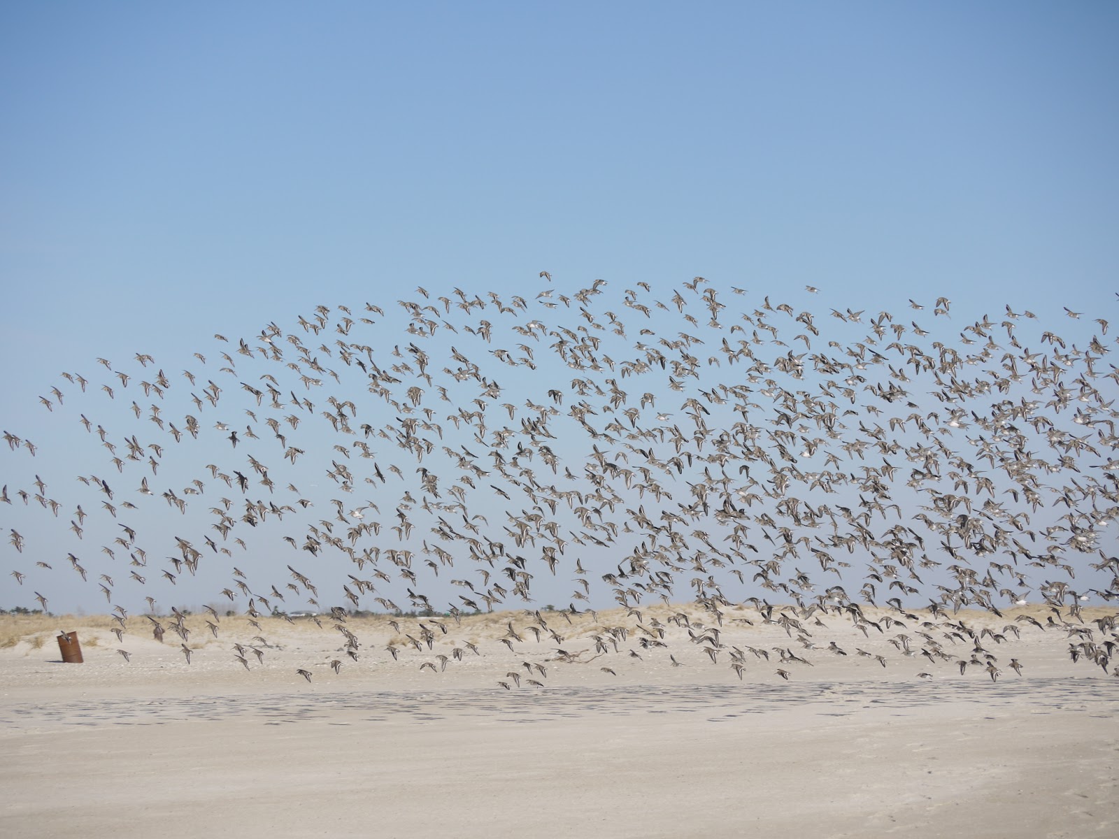 Frogma: Dunlin Murmuration, Jones Beach, 1/26/2019