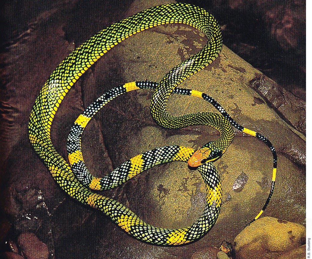 Species New to Science: [Herpetology • 2014] The Phylogenetic Position ...