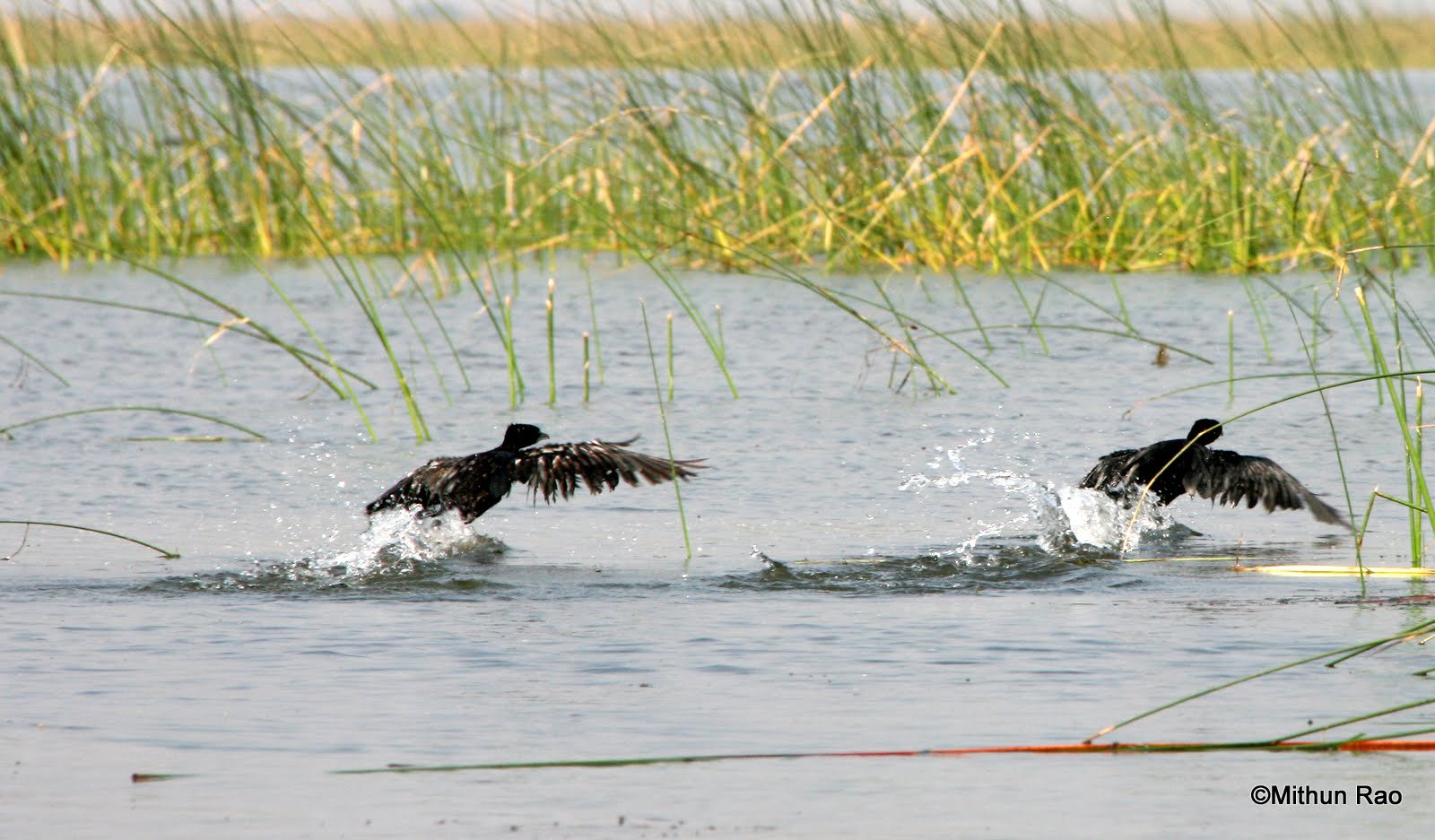 Mithun: Bird Photography
