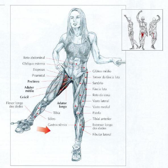 Cinara Polido: ABDUTORES E ADUTORES DE COXAS - ABDUCTORES AND ...