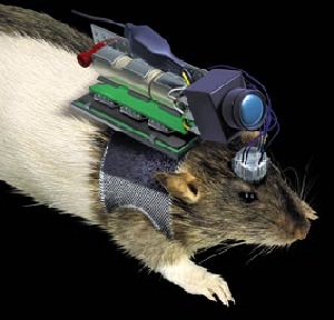 Seminar Topics: RATBOTS USING RATS AS ROBOTS