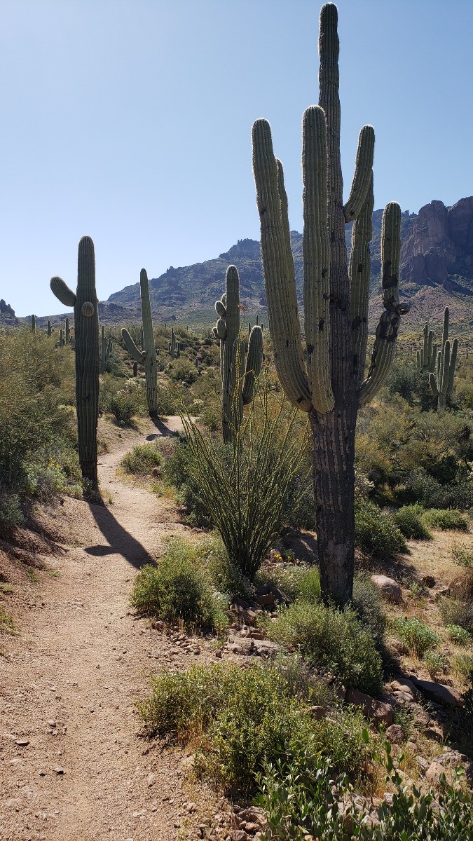 Life on the Open Road: Flora and Fauna of the Desert