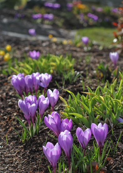 VW Garden: Little March Beauties