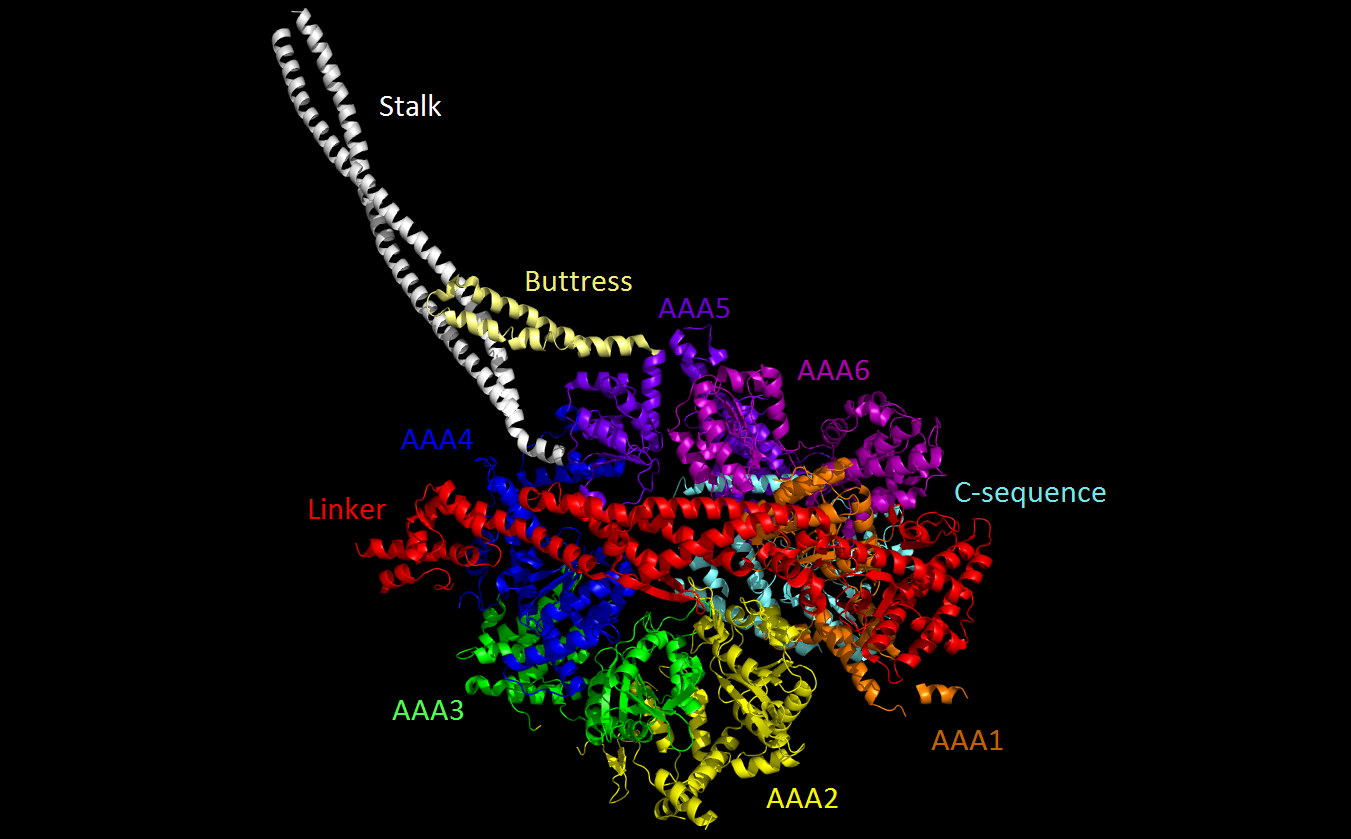 Functional insight into dynein motor domain: Structure