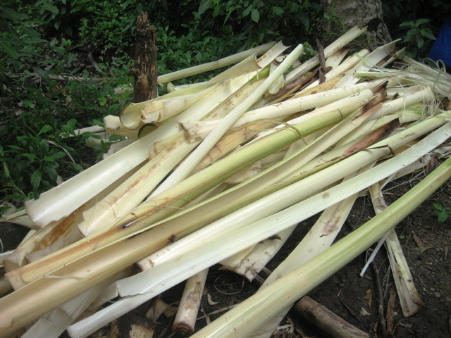 Marinduque Rising: Resurrecting Abaca in Tugos