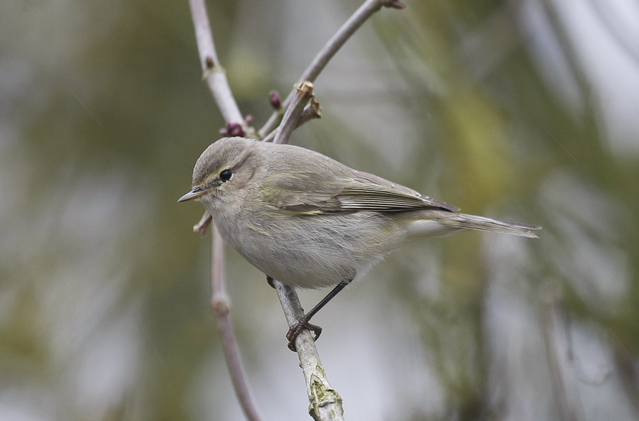 Rare & Scarce Birds In Britain