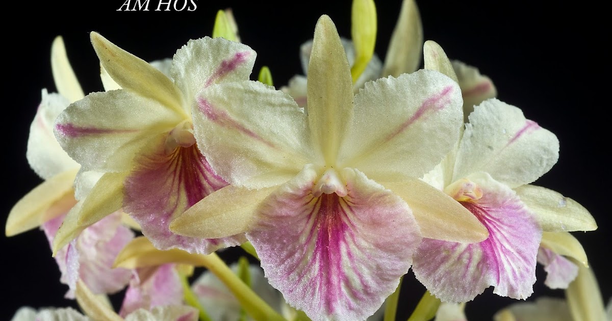 bro-sanguinea-Yellow-star