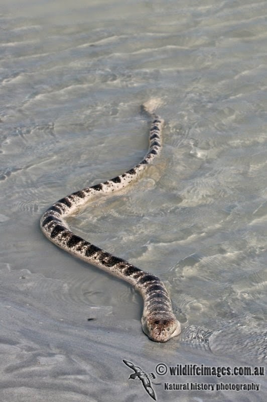 ශ්‍රී ලංකාවේ සර්පයෝ: මහවාලක්කඩියා.. (Stoke's Sea Snake)