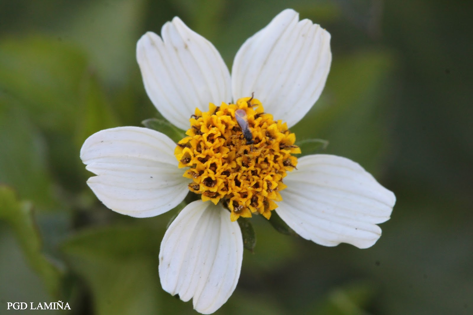 BIDENS PILOSA. amor seco.