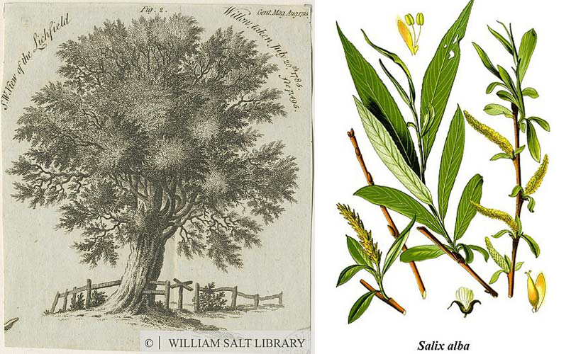 the green lady: Loving willow