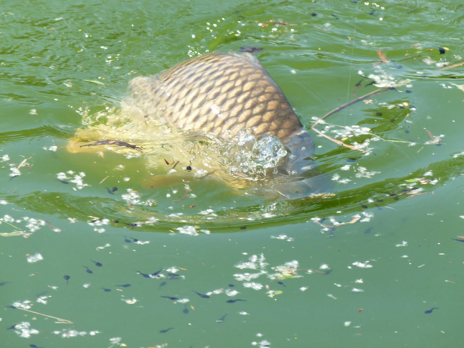 CUADERNO DE PESCA: JORNADA DE FEEDER EN EL EMBALSE DE LA MINILLA SEVILLA
