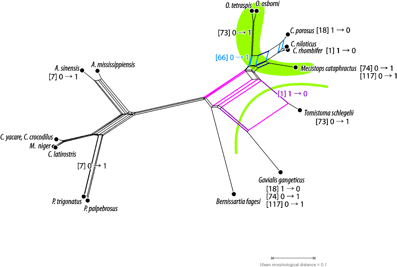 The Genealogical World of Phylogenetic Networks: Has homoiology been ...