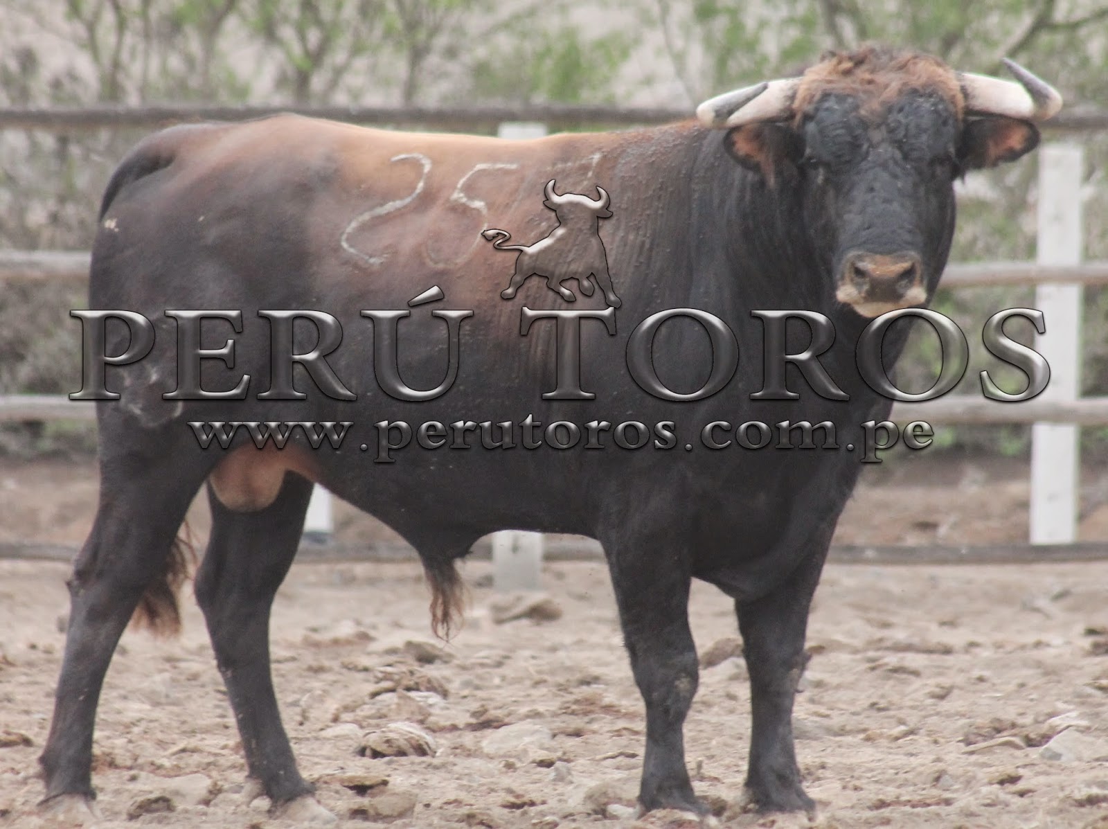 PERÚ TOROS: VUELVE EL TORO TORO A SANTA CRUZ