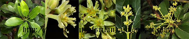 Biodiversity of Sri Lanka: අලිගැට පේර[Aligata pera]Avacado/Alligator ...