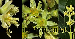 Biodiversity of Sri Lanka: අලිගැට පේර[Aligata pera]Avacado/Alligator ...