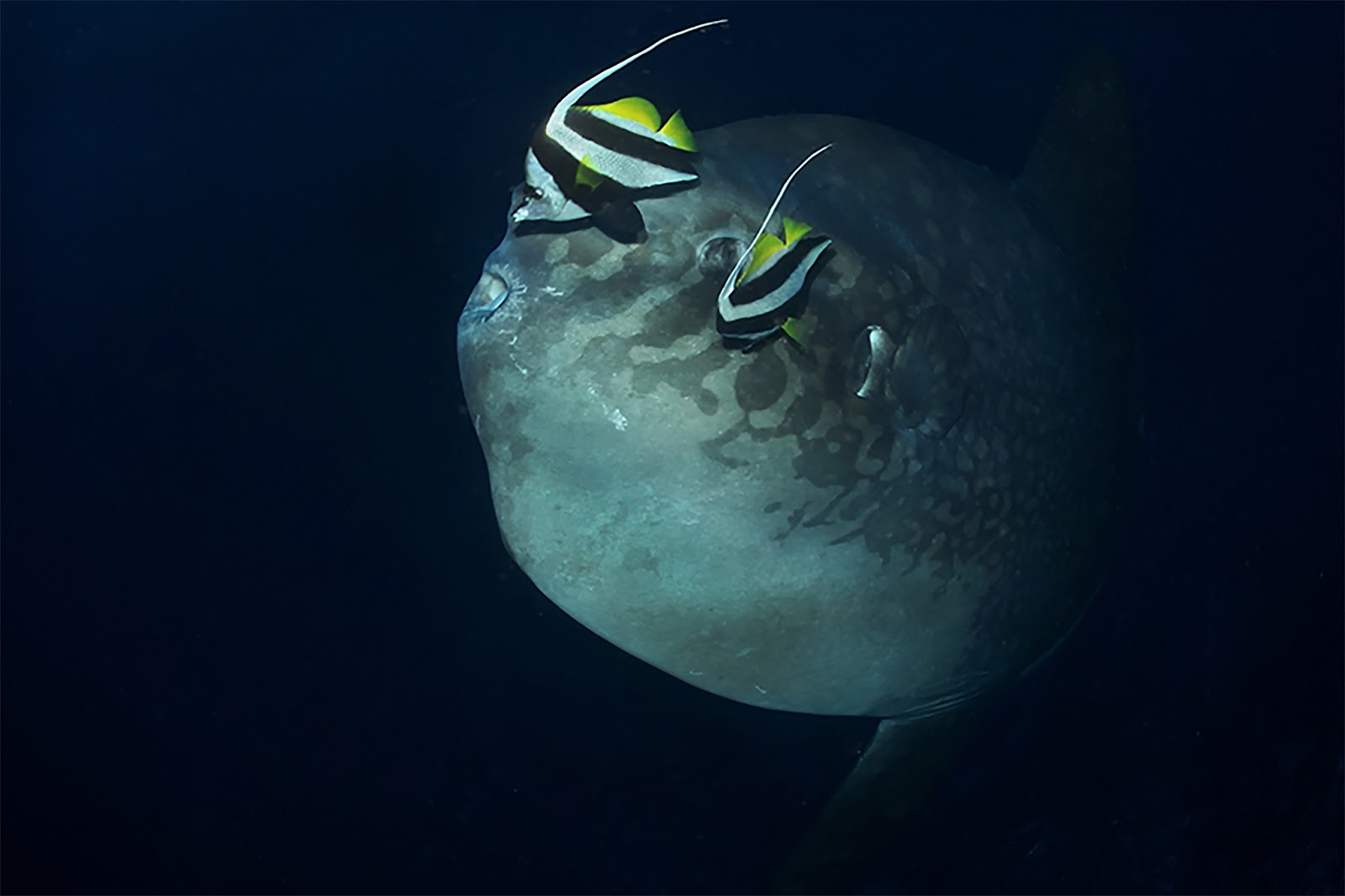 Go Deep for Mola Molas, the biggest bony fish on the planet - PaparazSea
