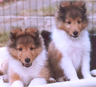 Cute Dogs|Pets: Sable Shetland Sheepdog ( Sheltie ) Puppies