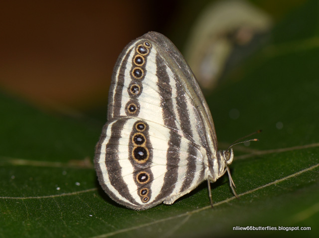 The Forested Path (and Beyond): BUTTERFLIES of RAUB: The Zebra Ringlet ...
