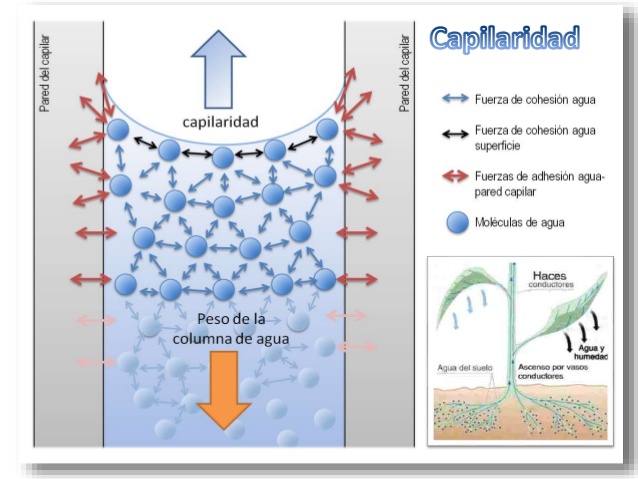 Biofisica: Accion capilar y capilaridad