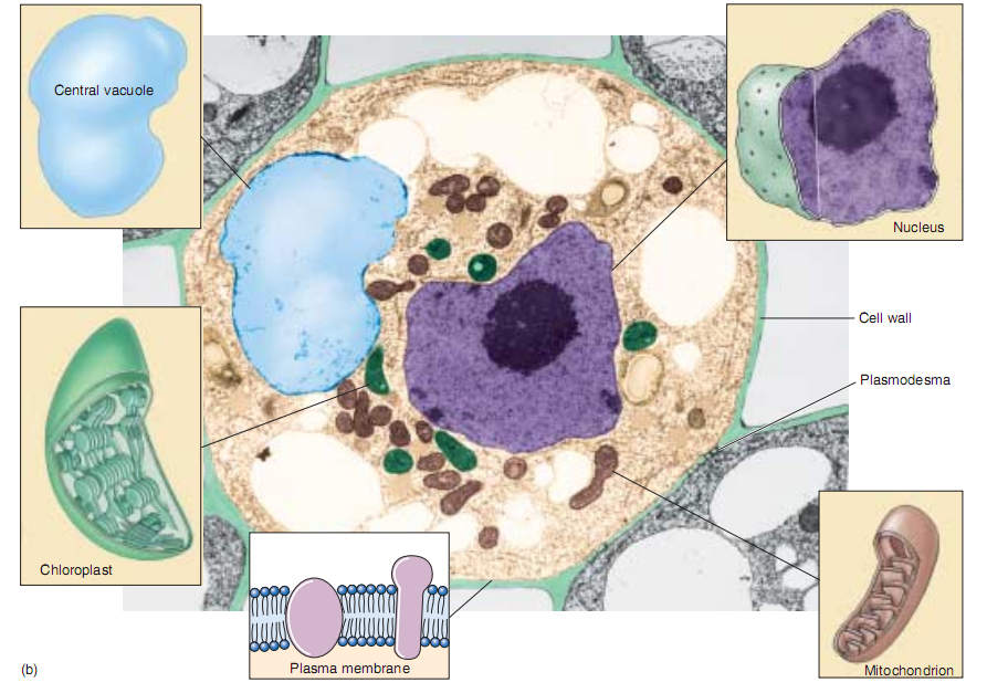 Komponen-Komponen Penyusun Sel Tumbuhan