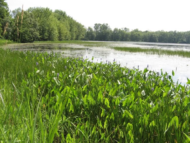 Tangled Web: Pics of Summer Flowers ... The Wetlands