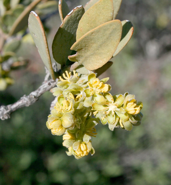About Health: Jojoba Oil