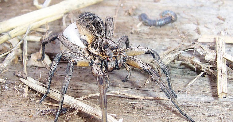 Variety of Life: Lycosa