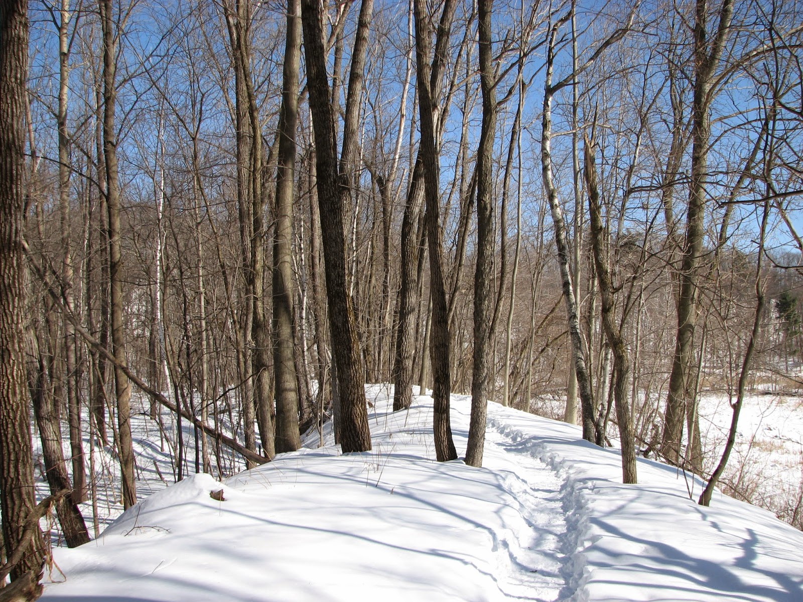 Woodside Natural Area, nature trails-WVPD. (Photos). In search of the ...