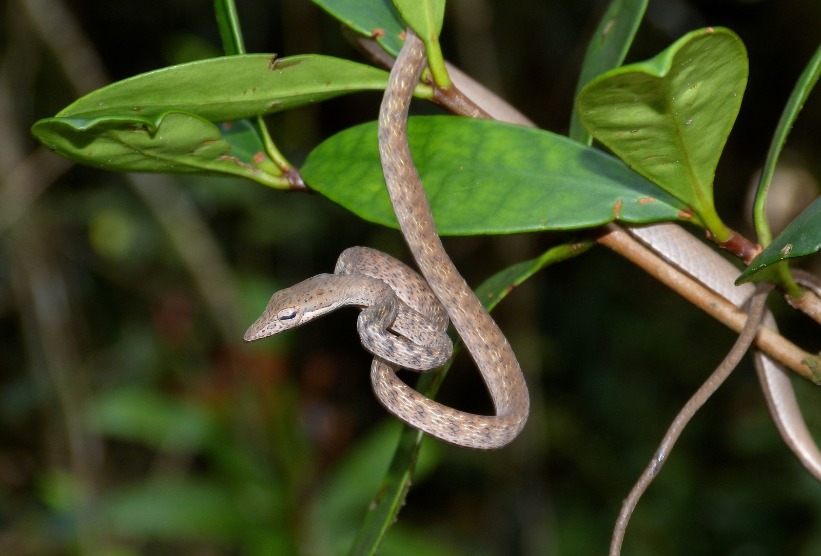 Real Monstrosities: Asian Vine Snake